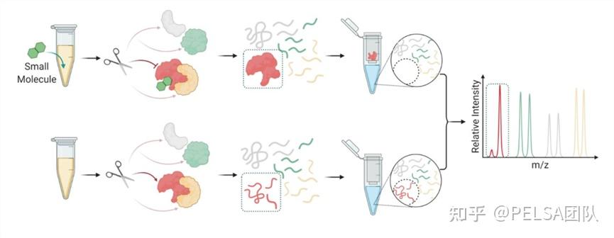 Nat Methods∣PELSA：基于结构微区稳定性变化，助力配体靶标蛋白的发现 - 知乎