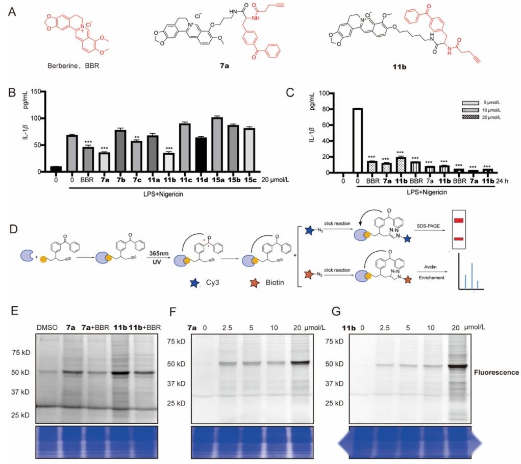 IF14.5！中医“神药”小檗碱的抗炎靶标确定：北京协和医学院汪燕翔团队，ABPP技术妙用，一招接一招的精彩！ - 知乎
