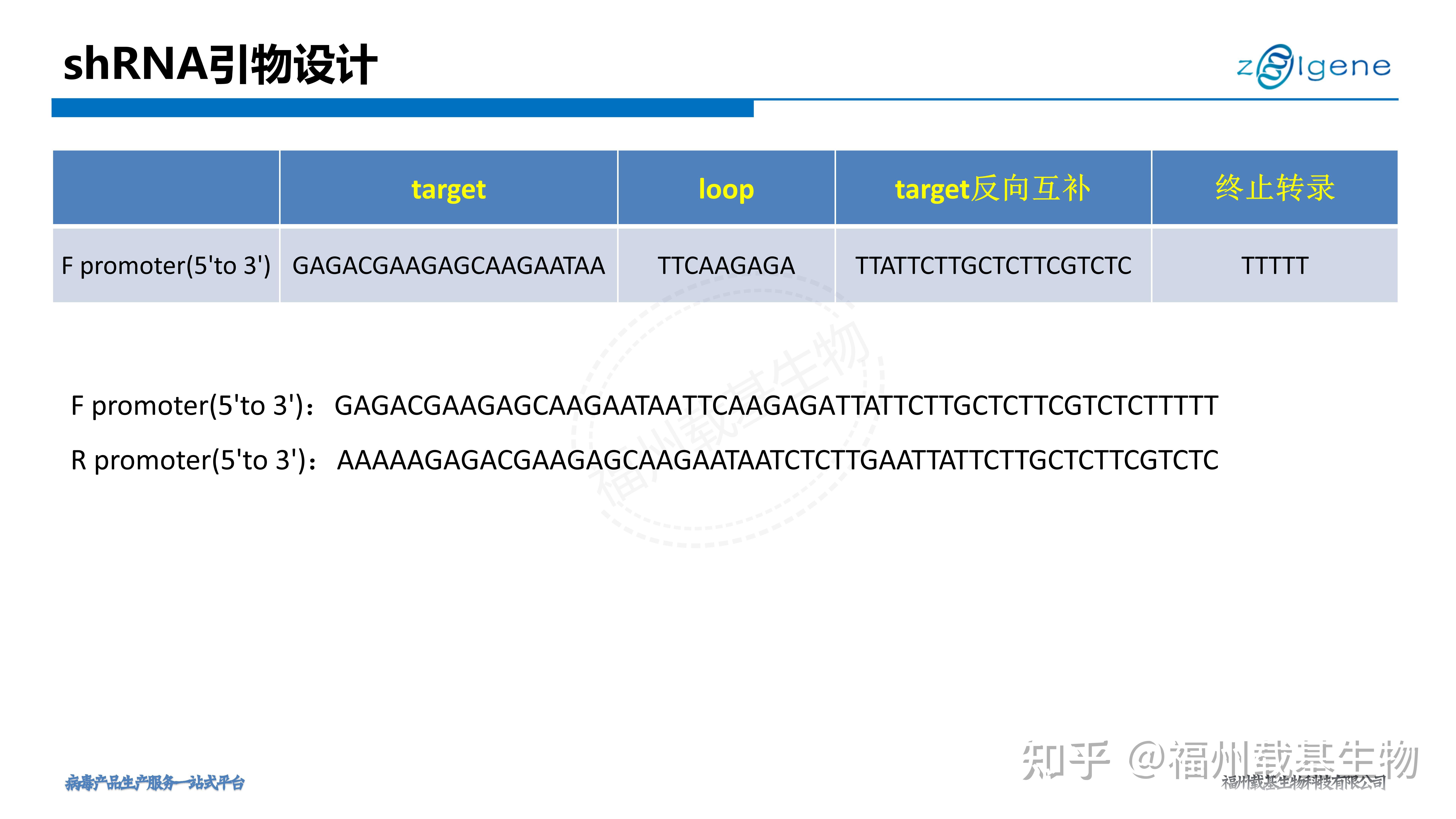 siRNA与shRNA引物设计 - 知乎