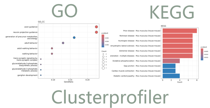ClusterProfiler进行基因富集分析（GO、KEGG） - 知乎