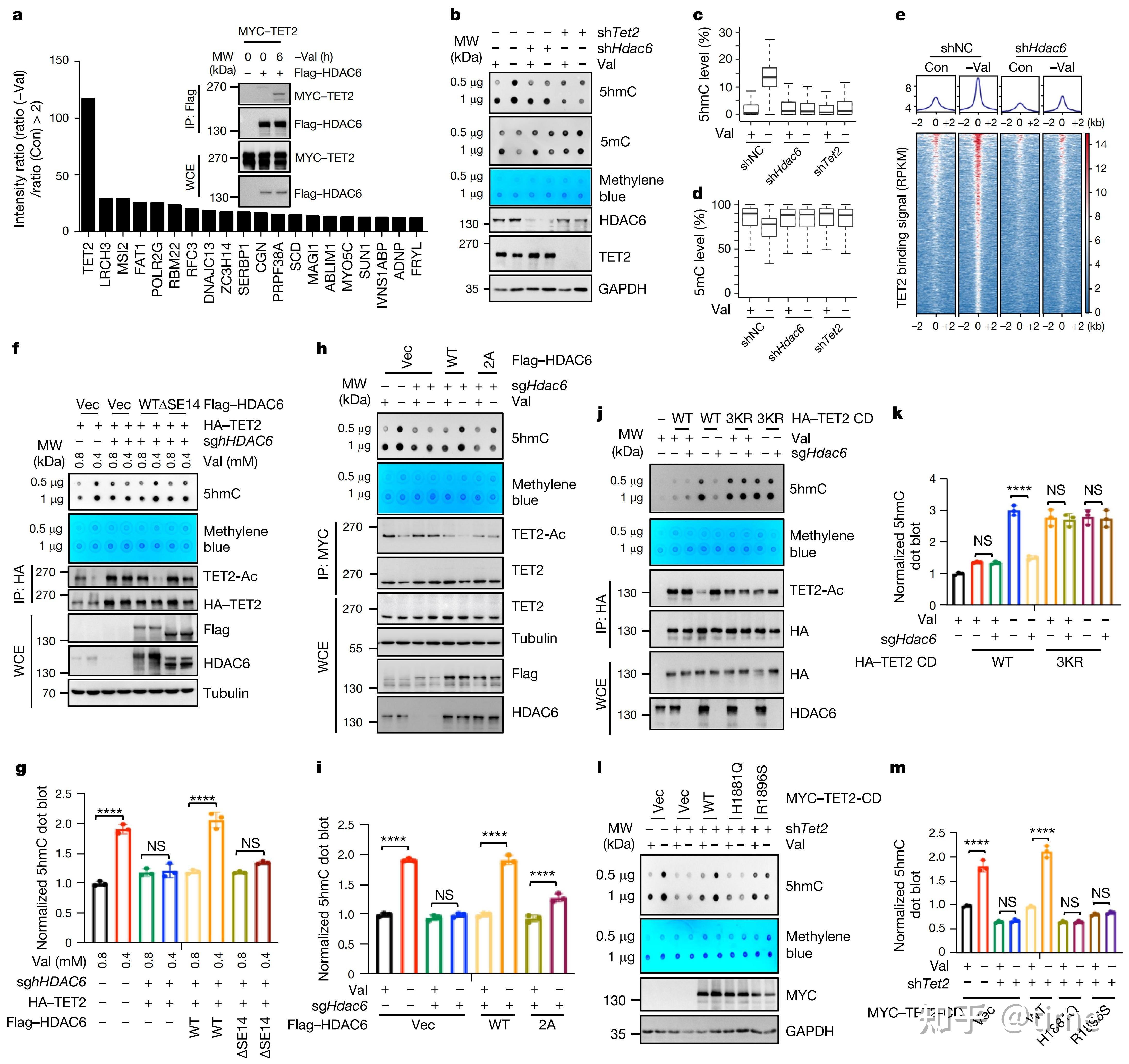 文献分享 | Nature：人类HDAC6感知缬氨酸丰度以调控DNA损伤 - 知乎