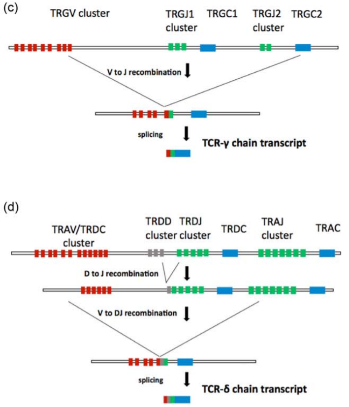 T细胞成长记(上） - 知乎