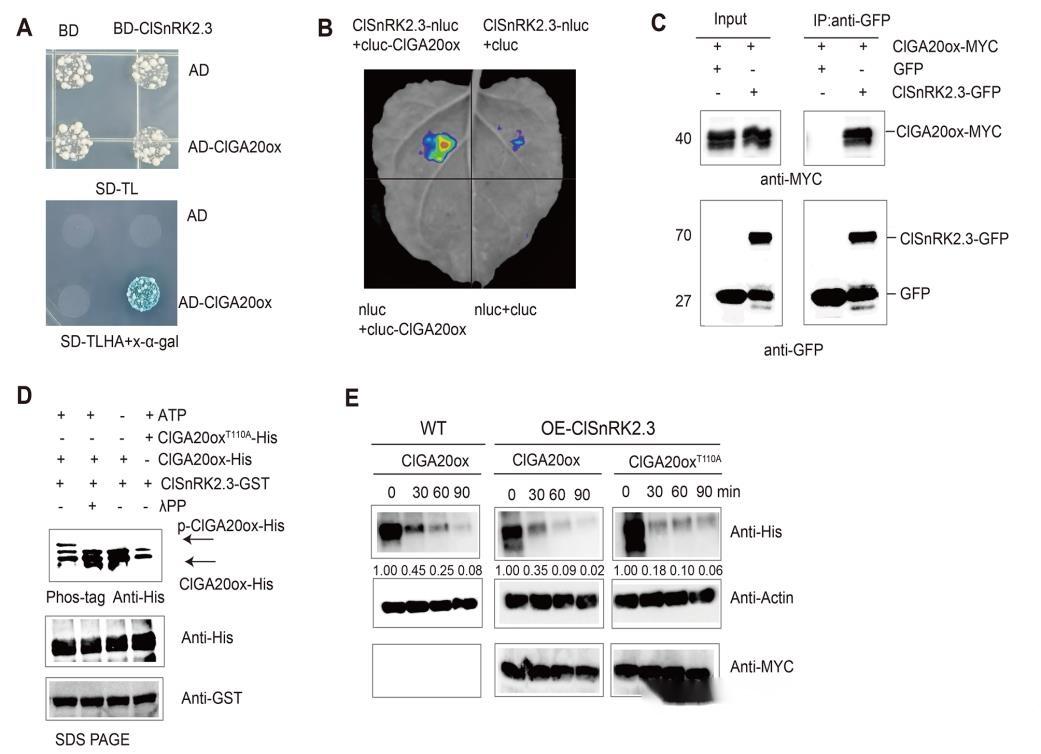 【J INTEGR PLANT BIOL】ClSnRK2.3负调控西瓜果实成熟和糖分积累 - 知乎