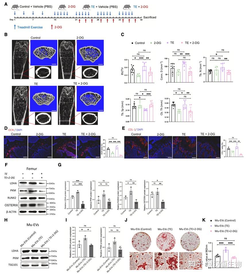 Cell Metabolism丨BMSC刺激骨形成的重要作用机制 - 知乎