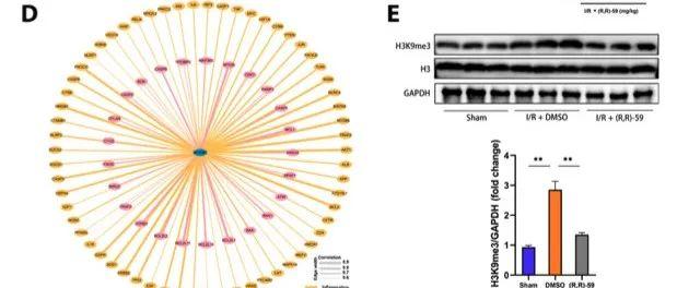 国产顶刊Research丨肝细胞 SETDB1 通过靶向 ASK1 信号的赖氨酸甲基化调控肝缺血再灌注损伤 - 知乎