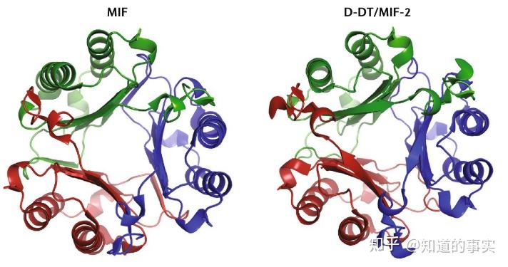 MIF的免疫生物学：功能，遗传学和精准医学的前景 - 知乎