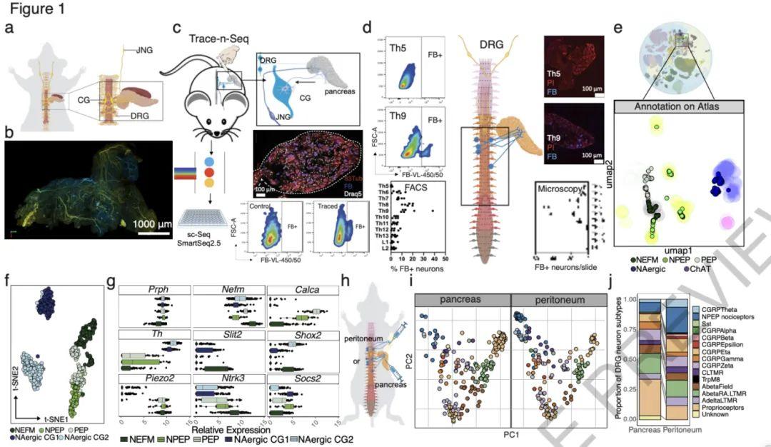Nature：神经调控的全新认识——“神经-癌症-微环境互作网络” - 知乎