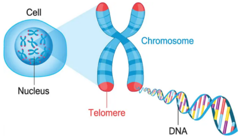 T2T基因组测序的那些事儿 - 知乎