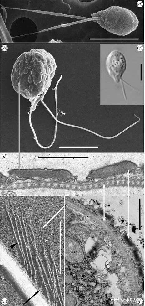 网鞭虫门Telonemⅰa ：形态特征最原始的色藻，却身世成谜 - 知乎