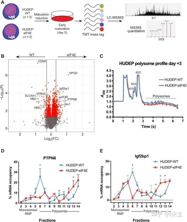 IF:13.6|一种独特的翻译程序调控红细胞的命运!|Science Advances elF4E通过调控独特翻译程序控制 - 知乎
