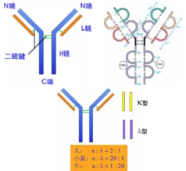 抗体的概念与分类、结构 - 知乎