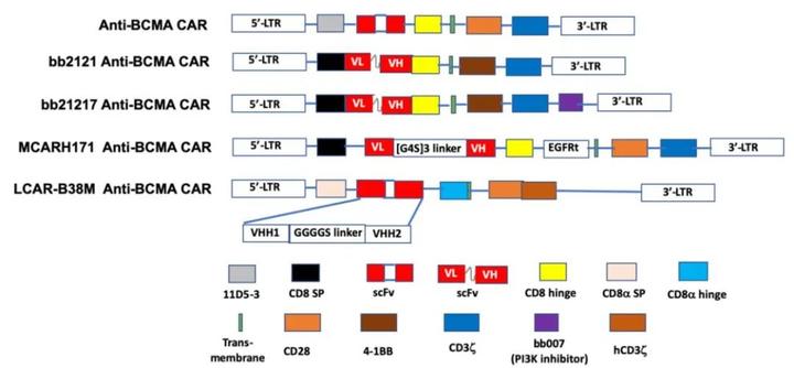 带你全面了解靶点BCMA（06） - 知乎