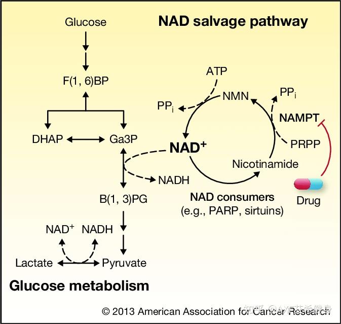 什么是NAD？ - 知乎