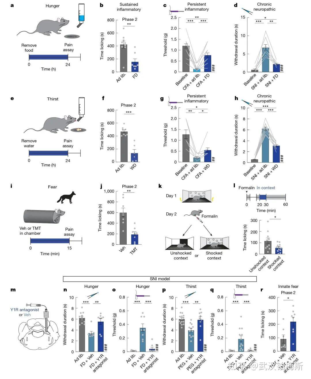 Nature|外侧臂旁核Y1R神经元活性与疼痛状态紧密关联，NPY信号通路为内源性镇痛提供新思路|脑片膜片钳|在体钙成像|行为学 - 知乎