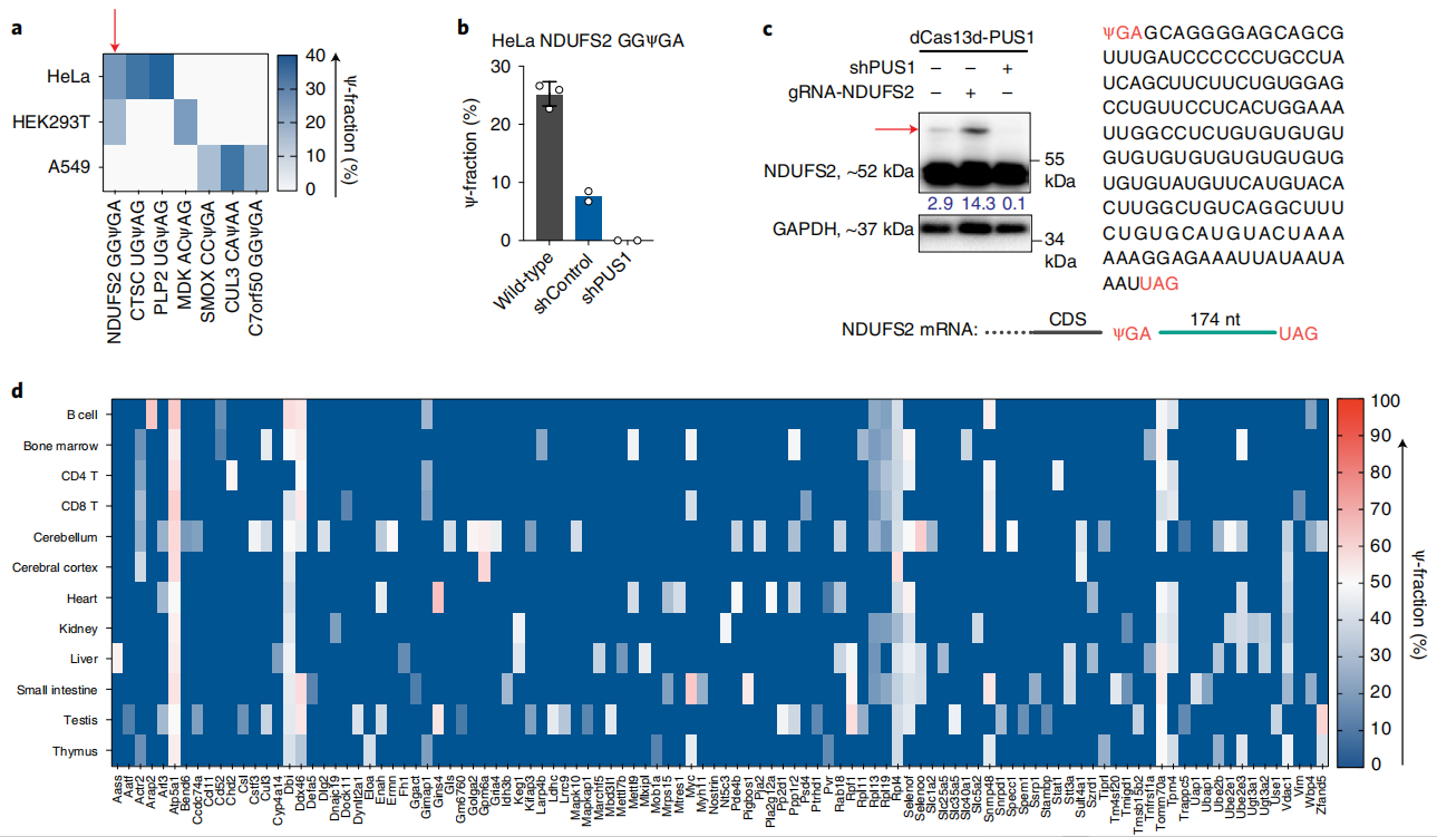 假尿嘧啶修饰测序（BID-seq） - 知乎