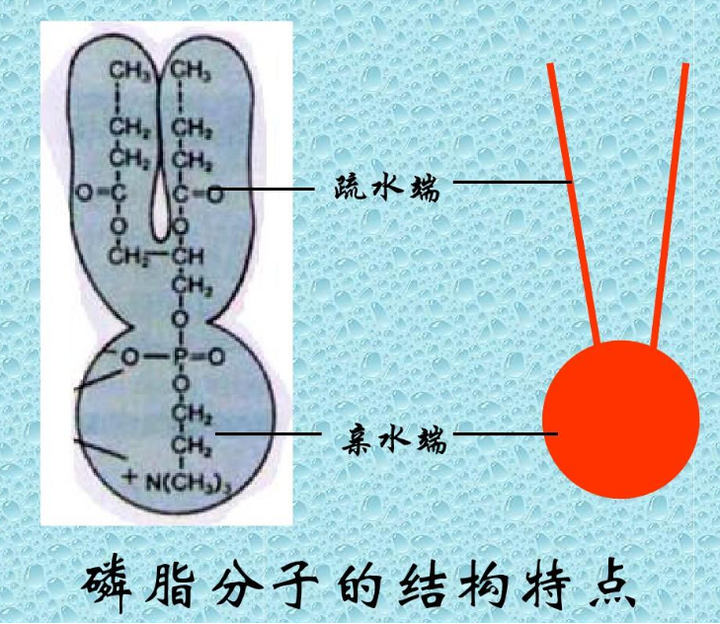 DSPC-PEG-LA 二硬脂酰基磷脂酰胆碱-聚乙二醇-硫辛酸 - 知乎