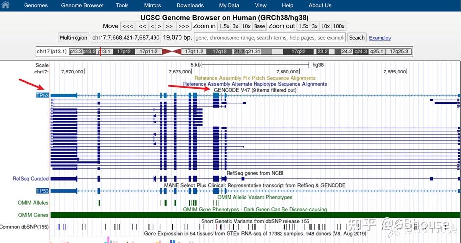 实验Protocol|全流程实打实过表达载体构建 - 知乎