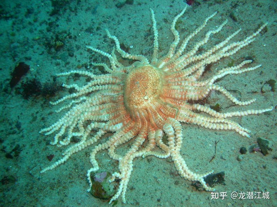 90 后女博士给新物种命名「派大星」，这是一种怎样的生物？物种命名一般有什么讲究？ - 知乎