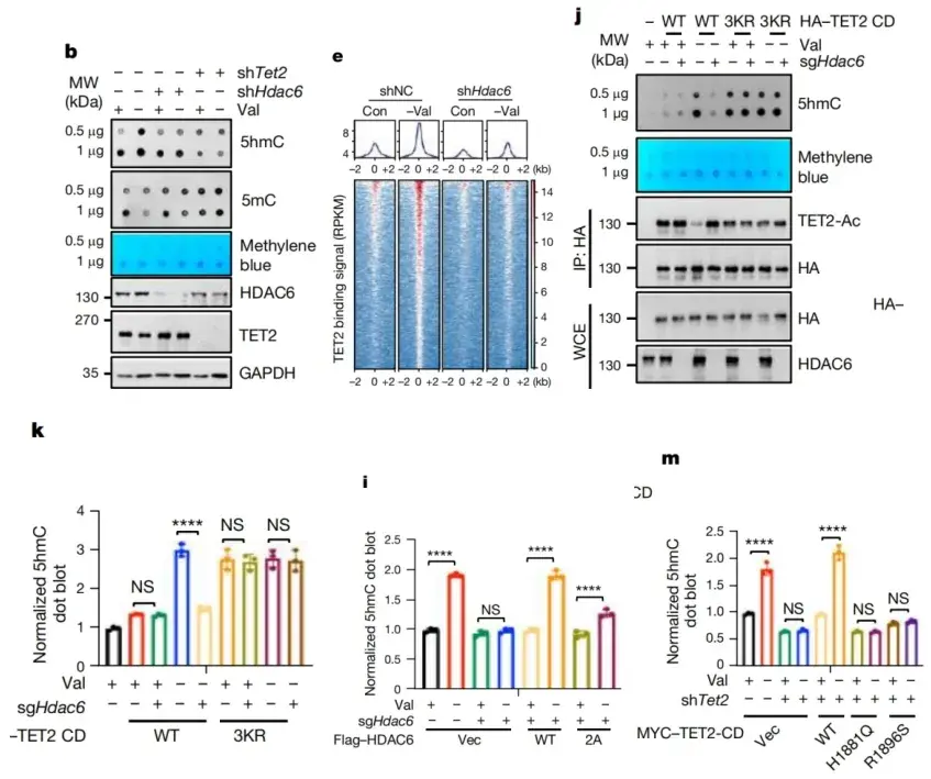 氨基酸研究再登nature | 王平教授团队揭示HDAC6在缬氨酸感应与癌症治疗之间的桥梁作用 - 知乎