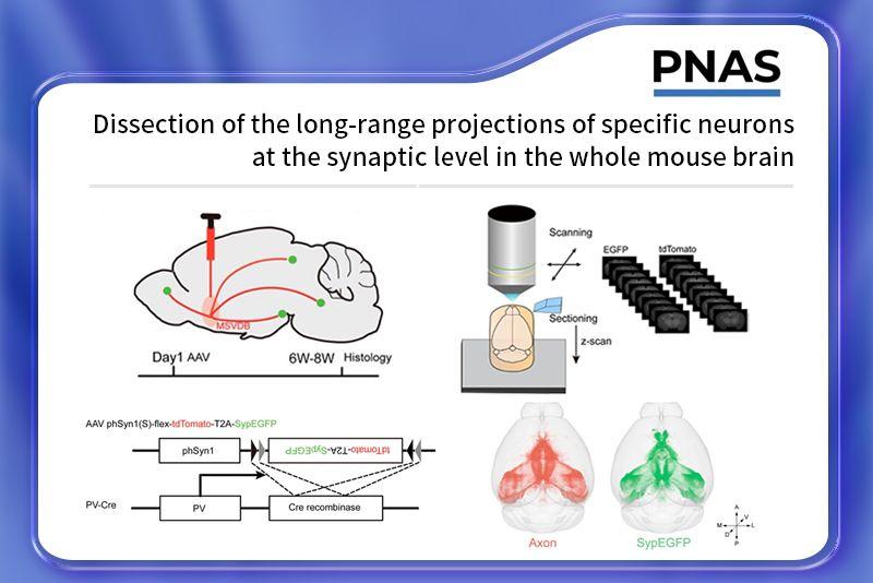 进展汇编：近期应用国产成像技术fMOST的14篇重要学术成果 - 知乎