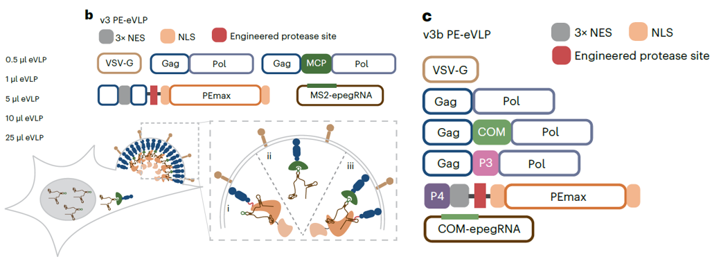 基因编辑递送的新兴平台-基于慢病毒/逆转录病毒样颗粒(VLPs) - 知乎