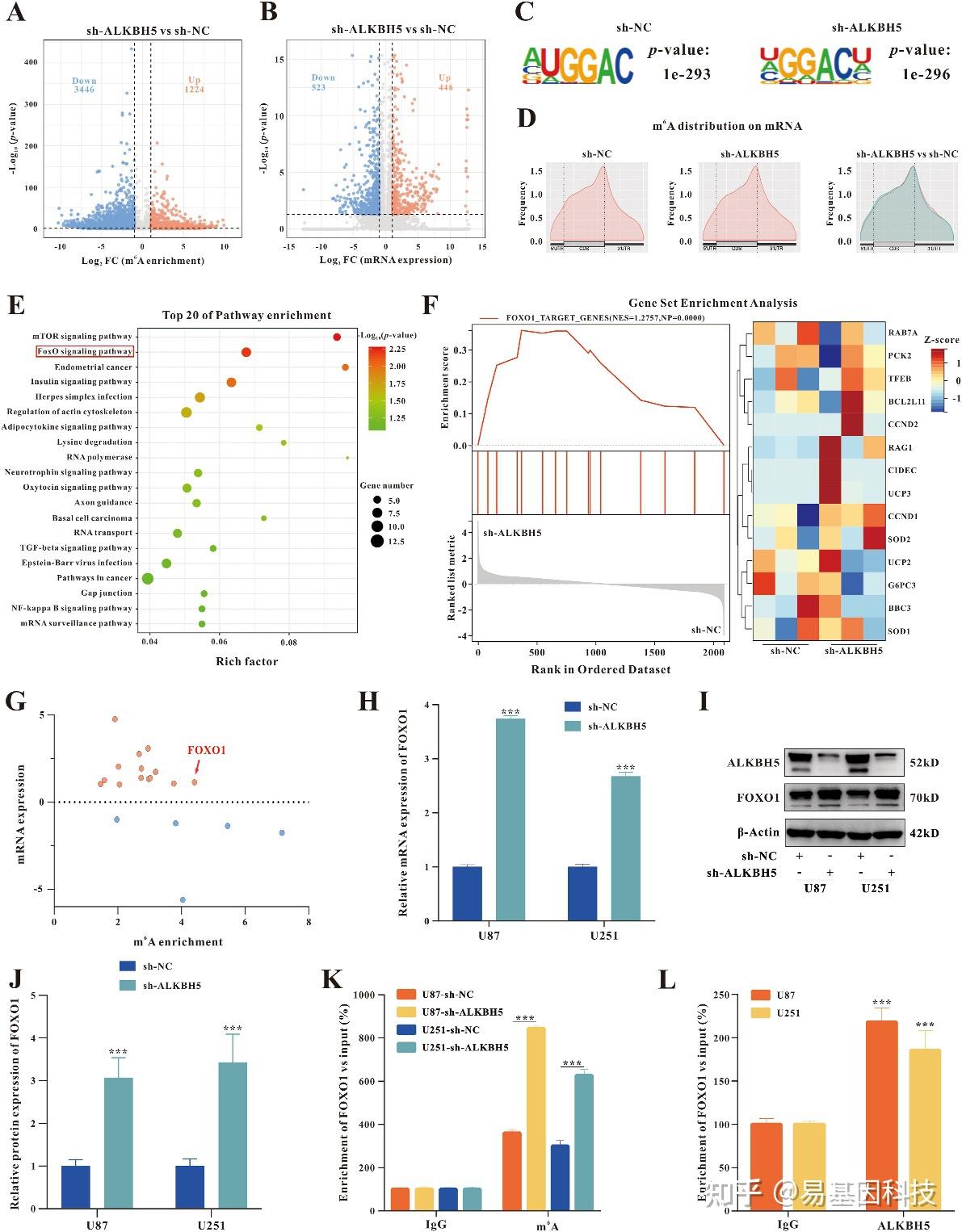 MeRIP-seq揭示ALKBH5通过m6A-YTHDC1依赖性机制影响肿瘤进展的分子通路｜Cancer Lett - 深圳市易基因科技 - 博客园