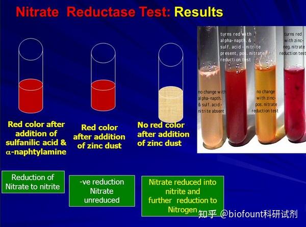 硝酸盐还原试验（简介、目的、原理、步骤） - 知乎