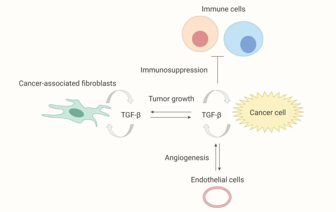 超详细 | TGF-β 信号通路-MedChemExpress - 知乎