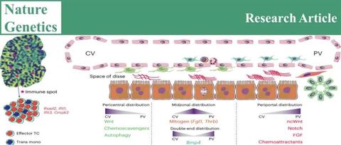 Stereo-seq与scRNA-seq强强联合 | Nature Genetics背靠背绘制小鼠肝脏时空转录图谱 - 知乎