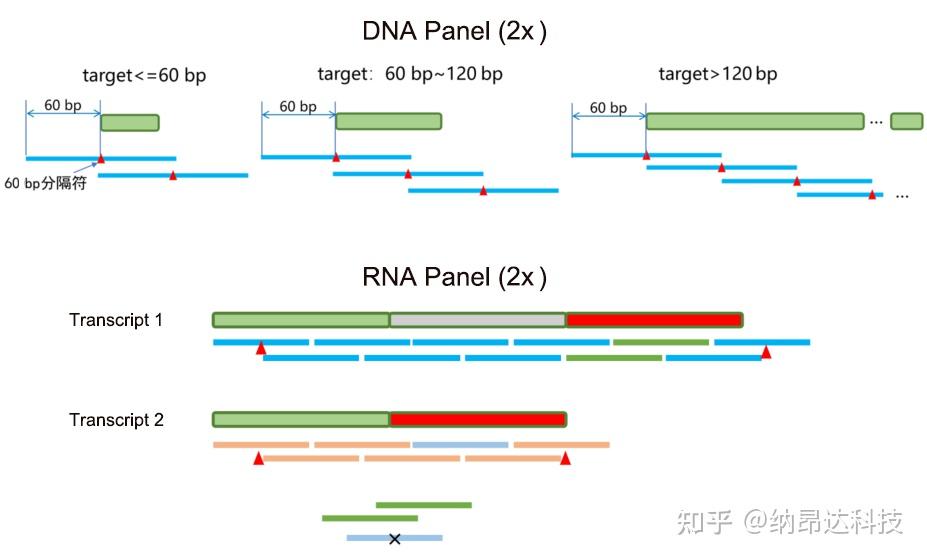 来吧，Panel 起来！ - XCapert 探针设计平台 - 知乎