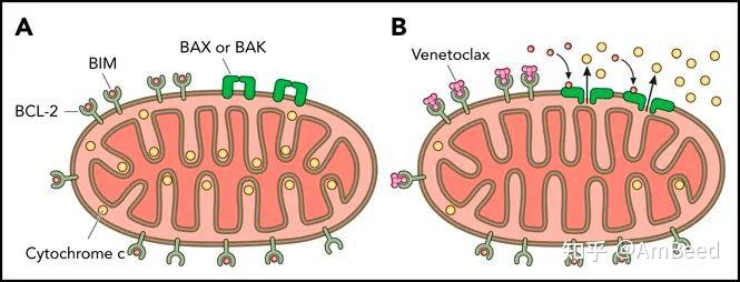 【AmBeed解析】探究Bcl-2的作用机制 - 知乎