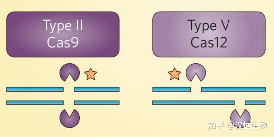 CRISPR/Cas系统的新星1——Cas12a - 知乎