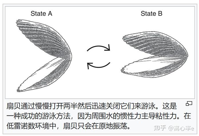 扇贝定理：Scallop theorem - 知乎