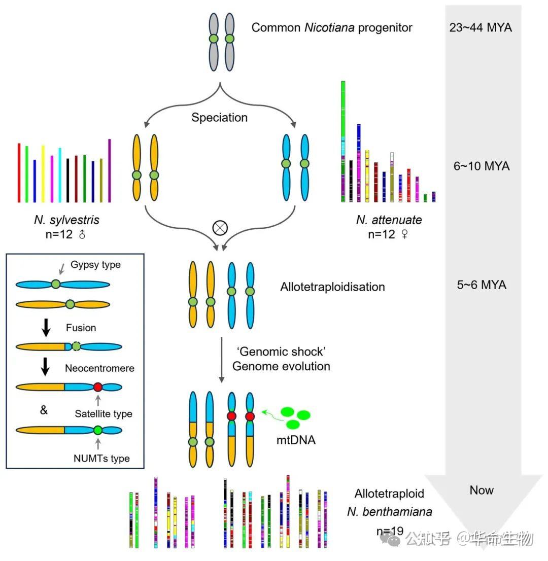 NP精选丨本氏烟草T2T基因组解析着丝粒复杂结构和演化 - 知乎