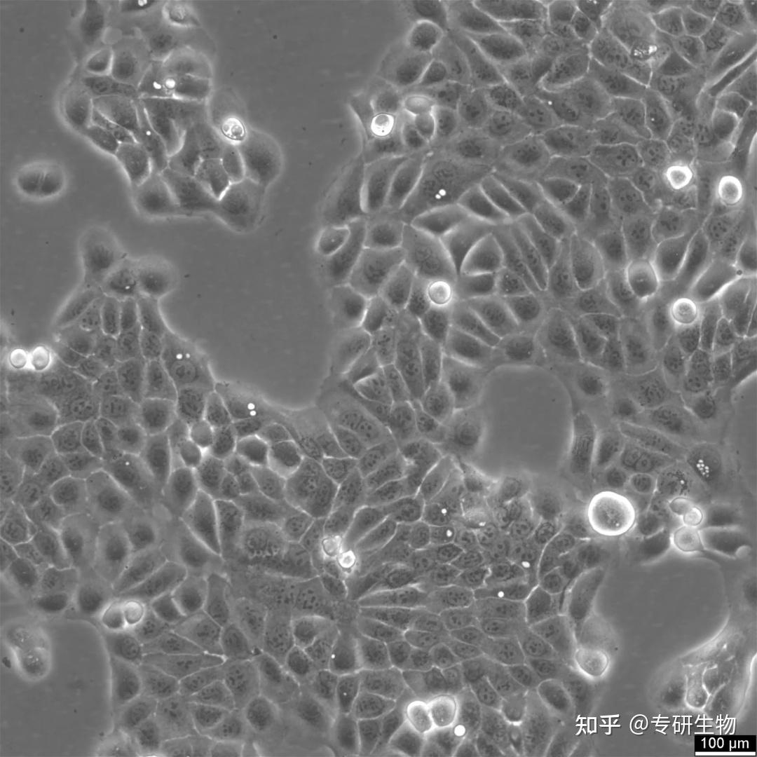 细胞培养 | HaCaT人永生化角质形成细胞 - 知乎