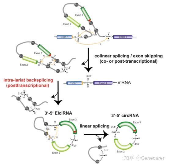 真核细胞中环状RNA的形成机制 - 知乎