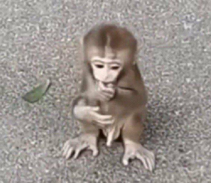 请问大家有没有猴子的表情包？ - 知乎