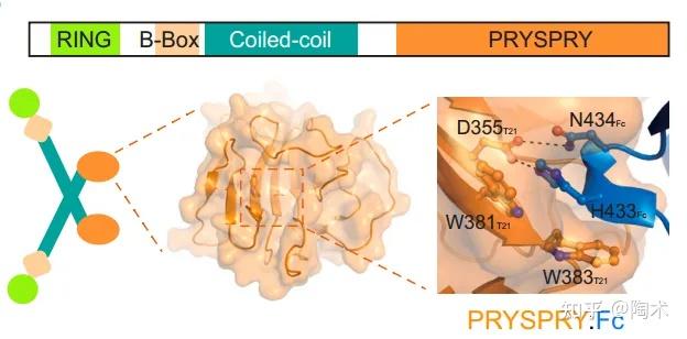 Cell重磅！发现基于TRIM21的分子胶和PROTAC降解剂，可选择性杀伤癌细胞 - 知乎