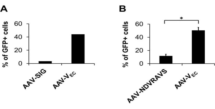 【科研实用宝典】AAV在血管内皮细胞中的应用 - 知乎
