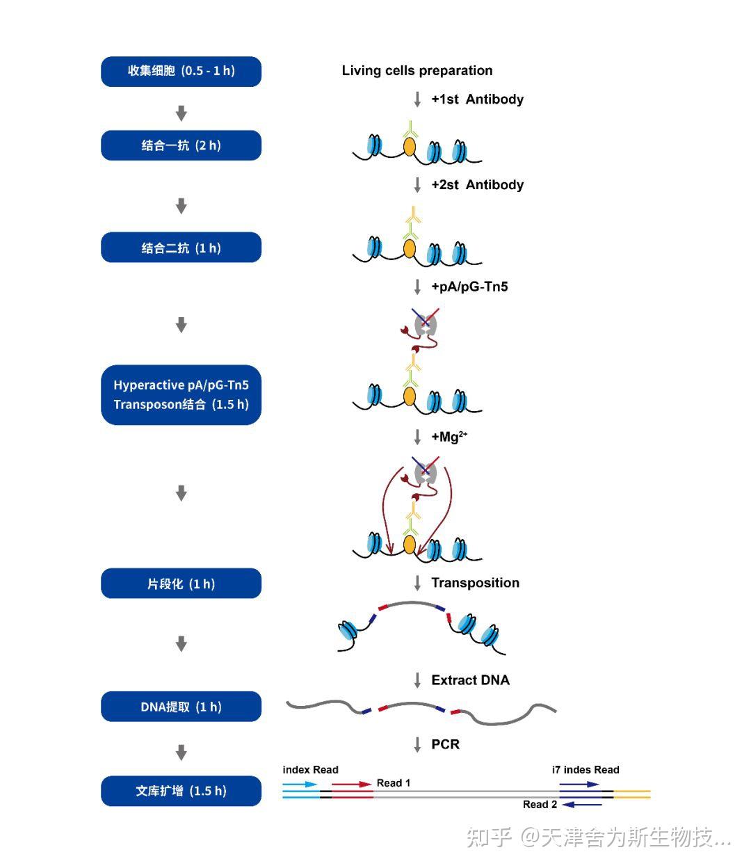 一文看懂CUT&Tag技术|解锁比ChIP-seq更精准高效的DNA和蛋白质互作研究 - 知乎