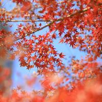 C# TorchSharp实现标注训练一体化（一） - 知乎