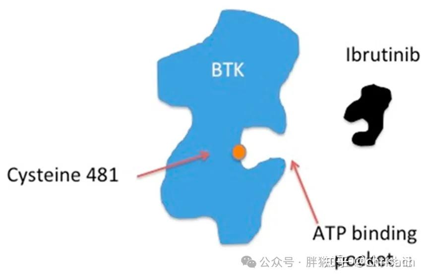 BTK抑制剂简介 - 知乎
