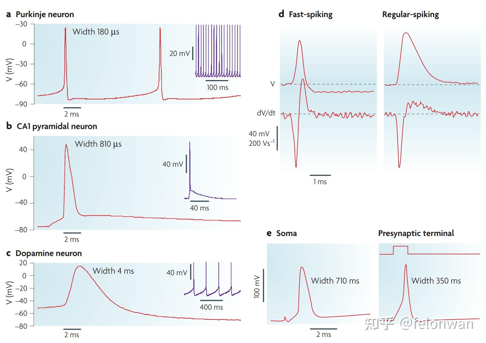 为什么同样是神经元放电，我们对视觉，听觉等不同感觉的意识是不同的呢？ - 知乎