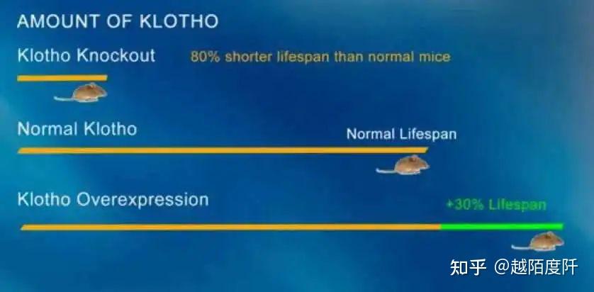 Nature Aging：低剂量长寿因子“klotho”改善老年非人灵长类动物的认知 - 知乎
