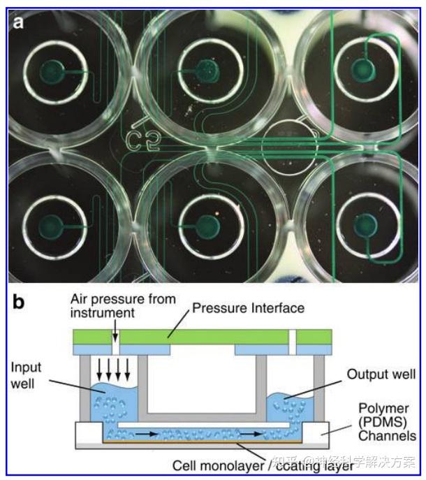 PLGA Biofelt植入级无纺布组织工程肺动脉瓣膜可能具有重塑和与患者整合的能力 - 知乎