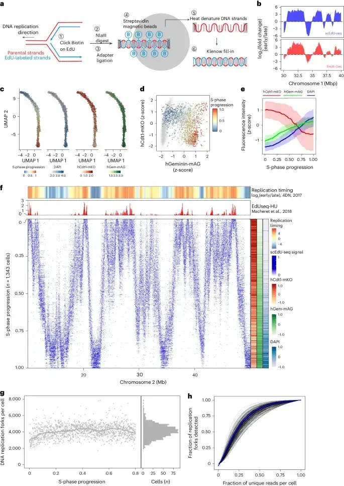scEdU-seq：一种在单细胞中鉴定复制新生DNA的测序方法 - 知乎
