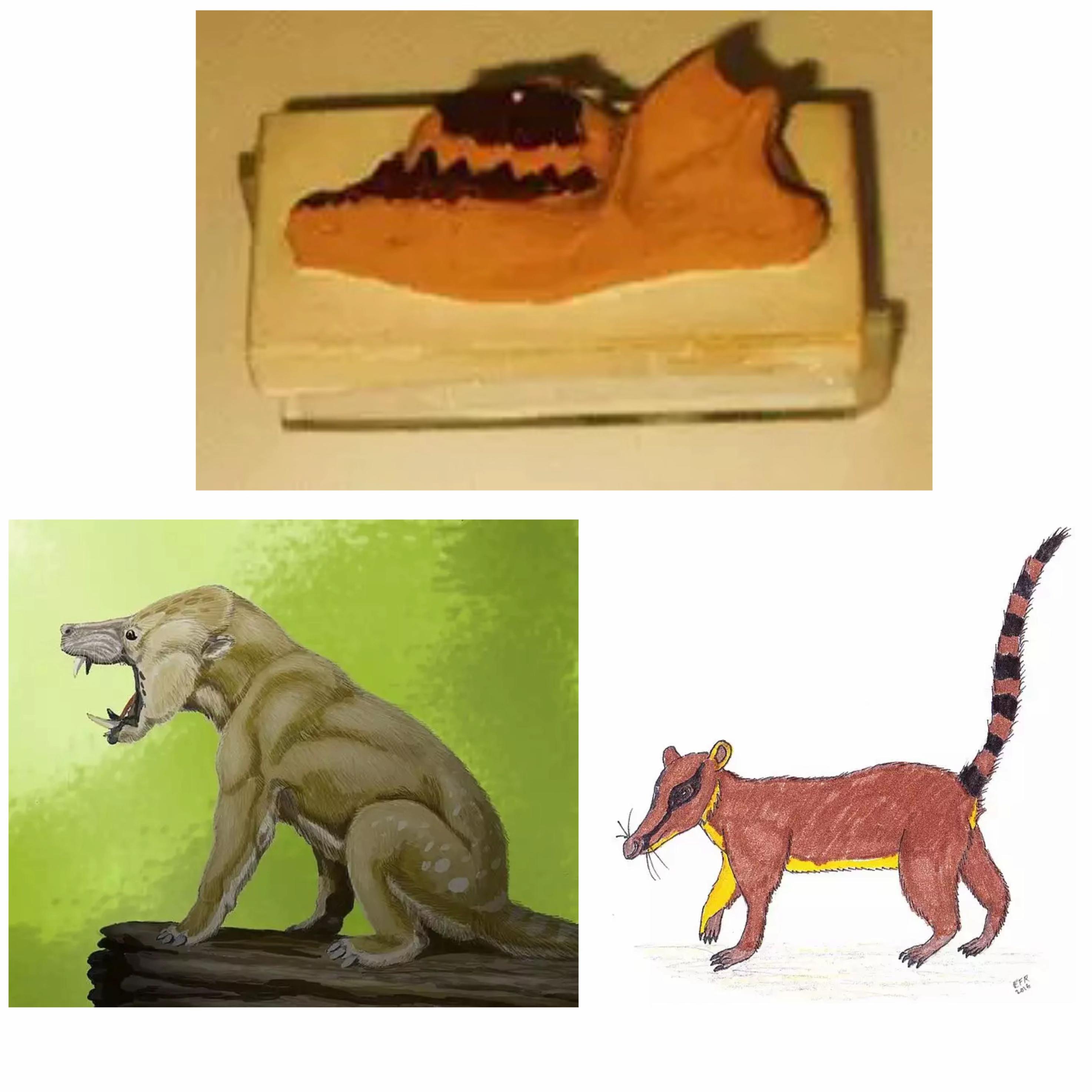 真兽类已灭绝的目分别属于真兽亚纲的哪个总目？ - 知乎