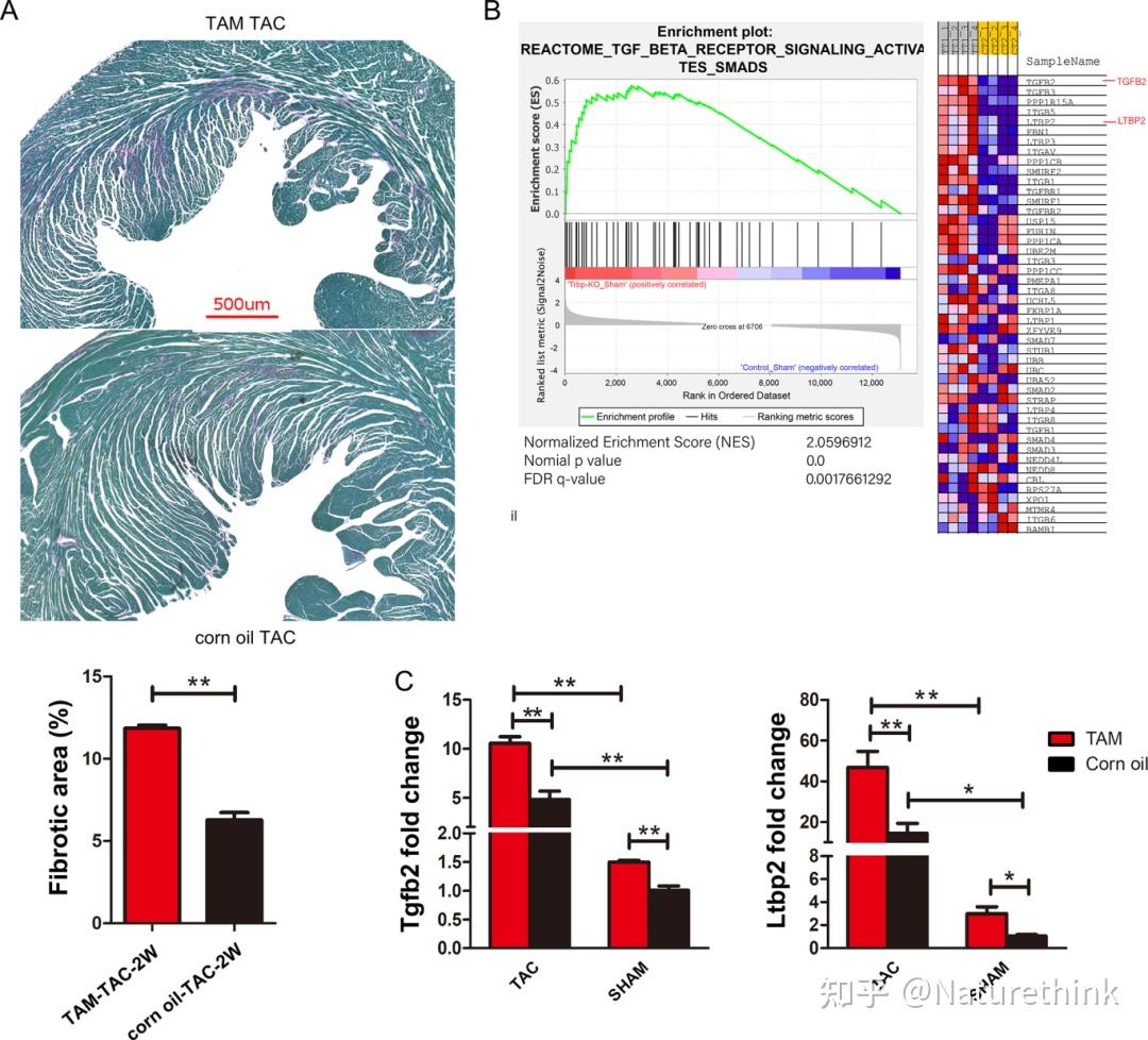 Trbp 通过 TGF-β 通路介导的心肌细胞和成纤维细胞之间的串扰抑制心脏纤维化 - 知乎