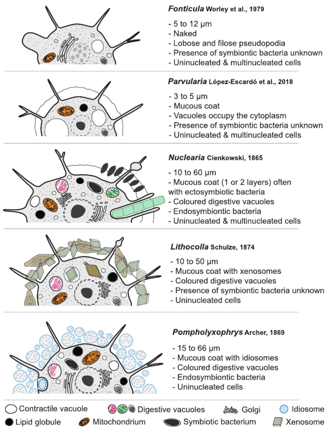 【古菌域全系列8】真菌界Fungⅰ(上)：早期发散谱系。真菌界从门到所有目的分类与系统发生 - 知乎