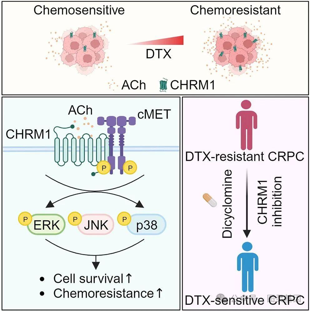 Cell Rep Med | 找到多西他塞化疗耐药关键受体蛋白，已有药物可用 - 知乎